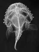 XRay Pancake Batfish by Bert Myers - TurningArt