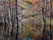Alison Gould - TurningArt